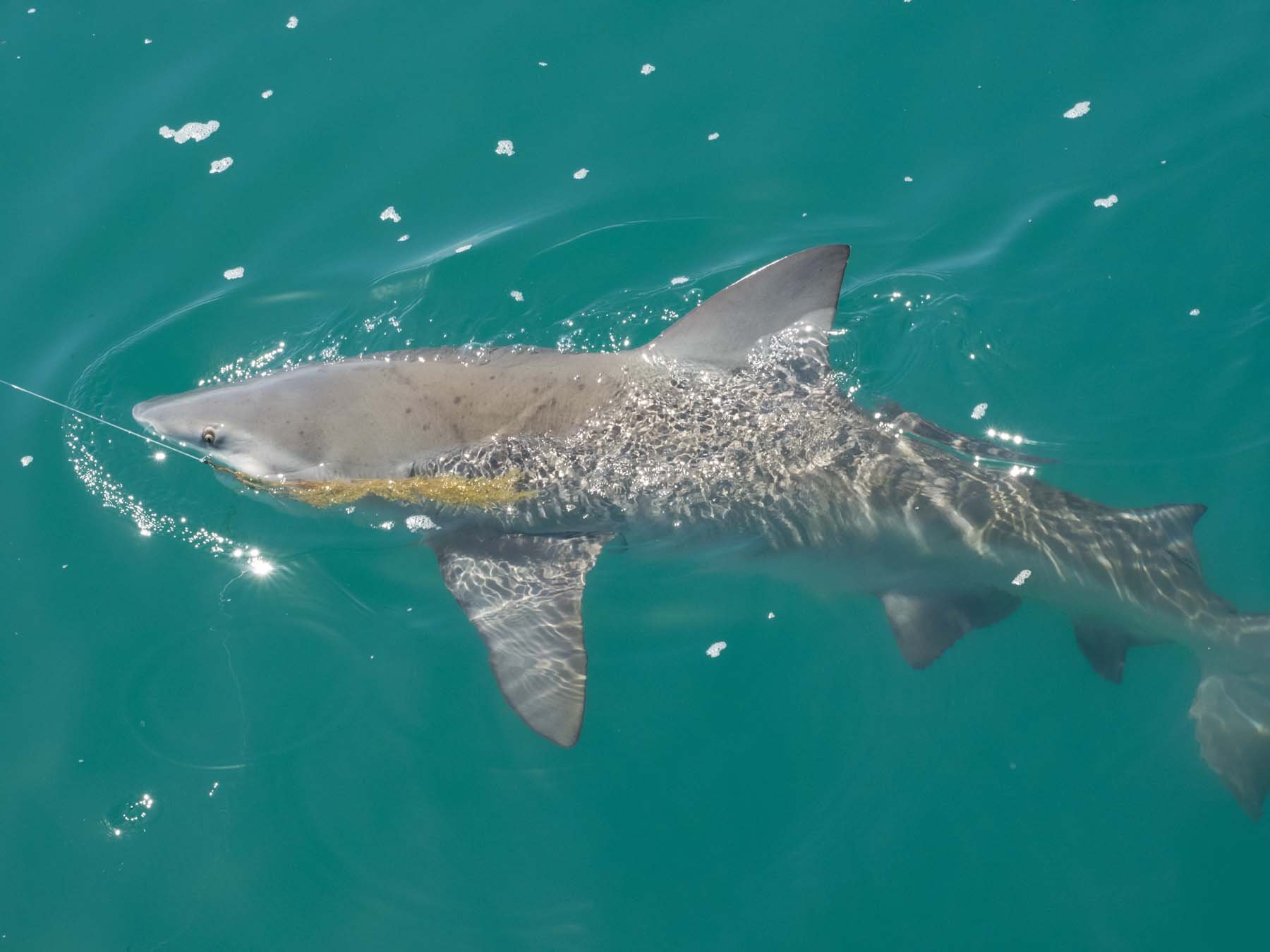 Best Clearwater Fishing Trip? Find Yours! | BigAngler